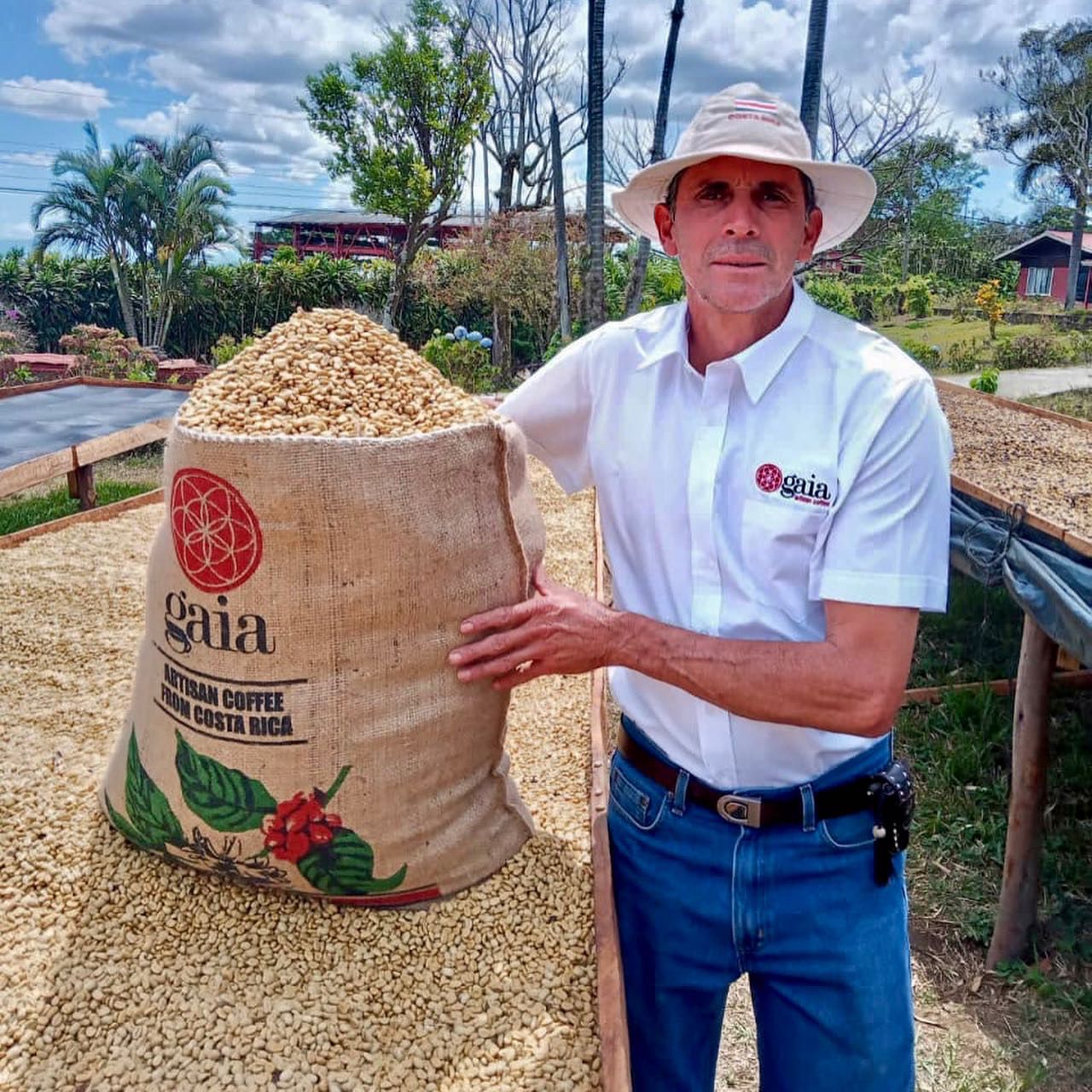 Gold Coffee – Shefa Berajah